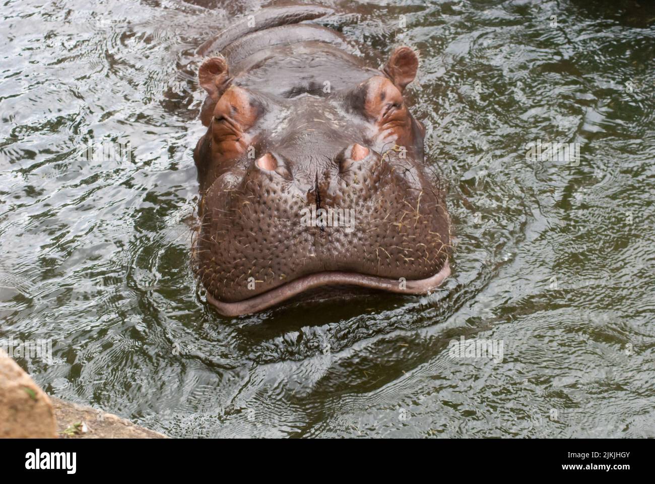 A closeup shot of a brown hippopotamus's head peaking out of the water ...
