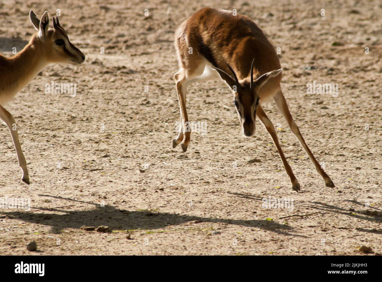 A closeup shot of a brown furry gazelle jumping in the air in the desert under the sun Stock ...