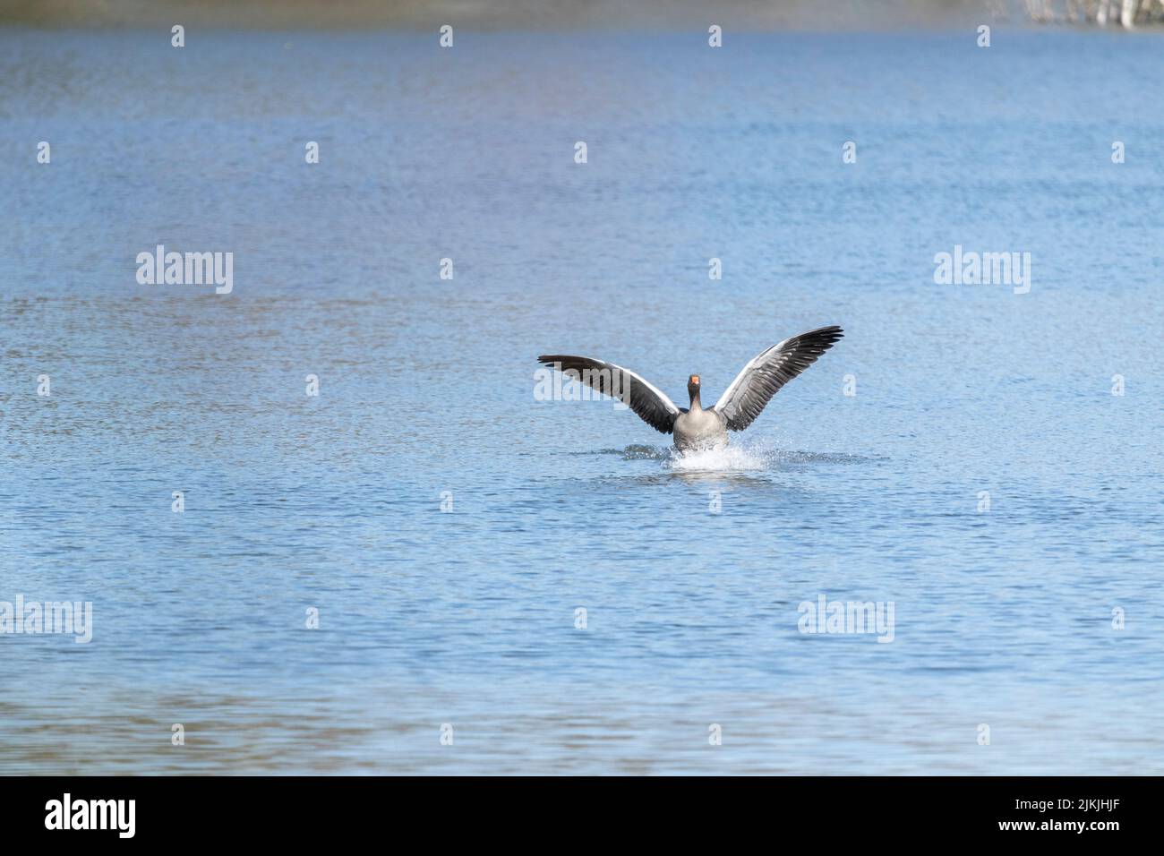 The Greylag Goose with open wings in the calm lake water Stock Photo ...
