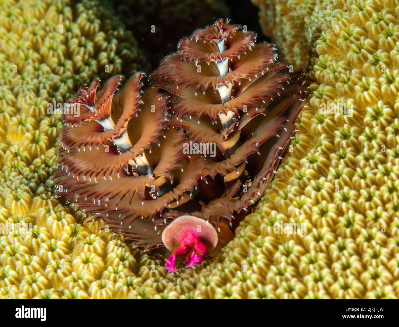 Deep sea worm hi-res stock photography and images - Alamy