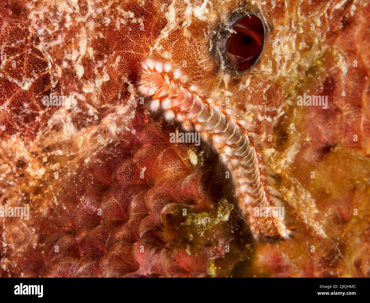 A closeup of a vibrant orange Hermodice carunculata aka a bearded ...