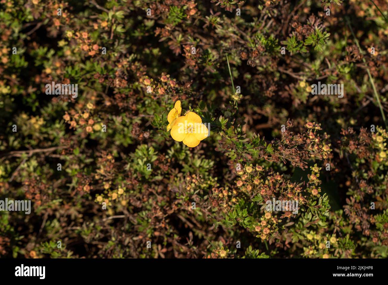 Five leaf shrubby hi-res stock photography and images - Alamy