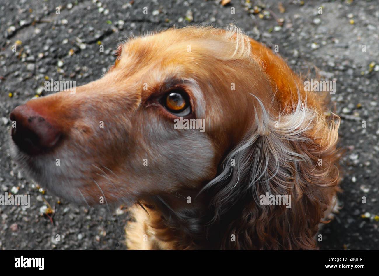 Beautiful ginger dog. Pet looking out for owner. Dog wallpaper Stock ...
