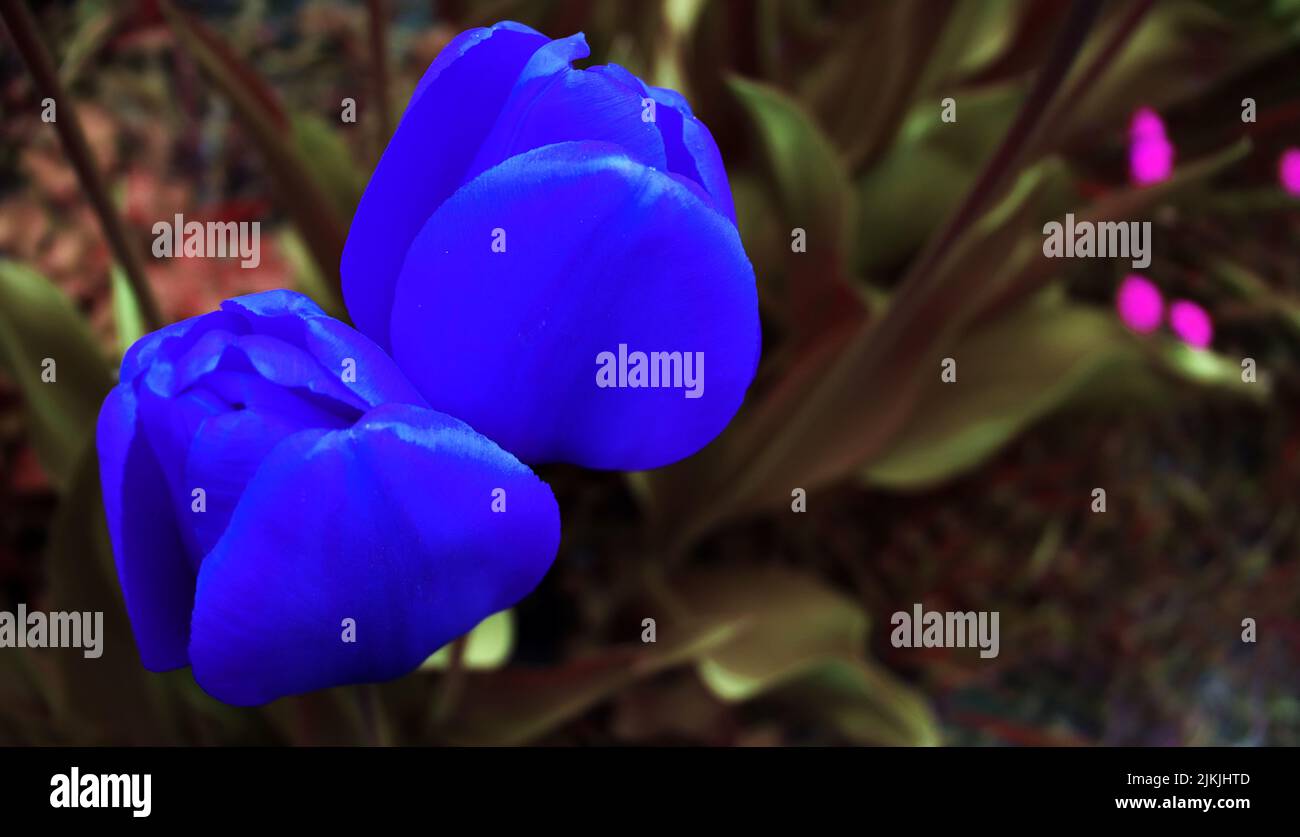 Beautiful garden background with flowers. Delicate flower wallpaper ...