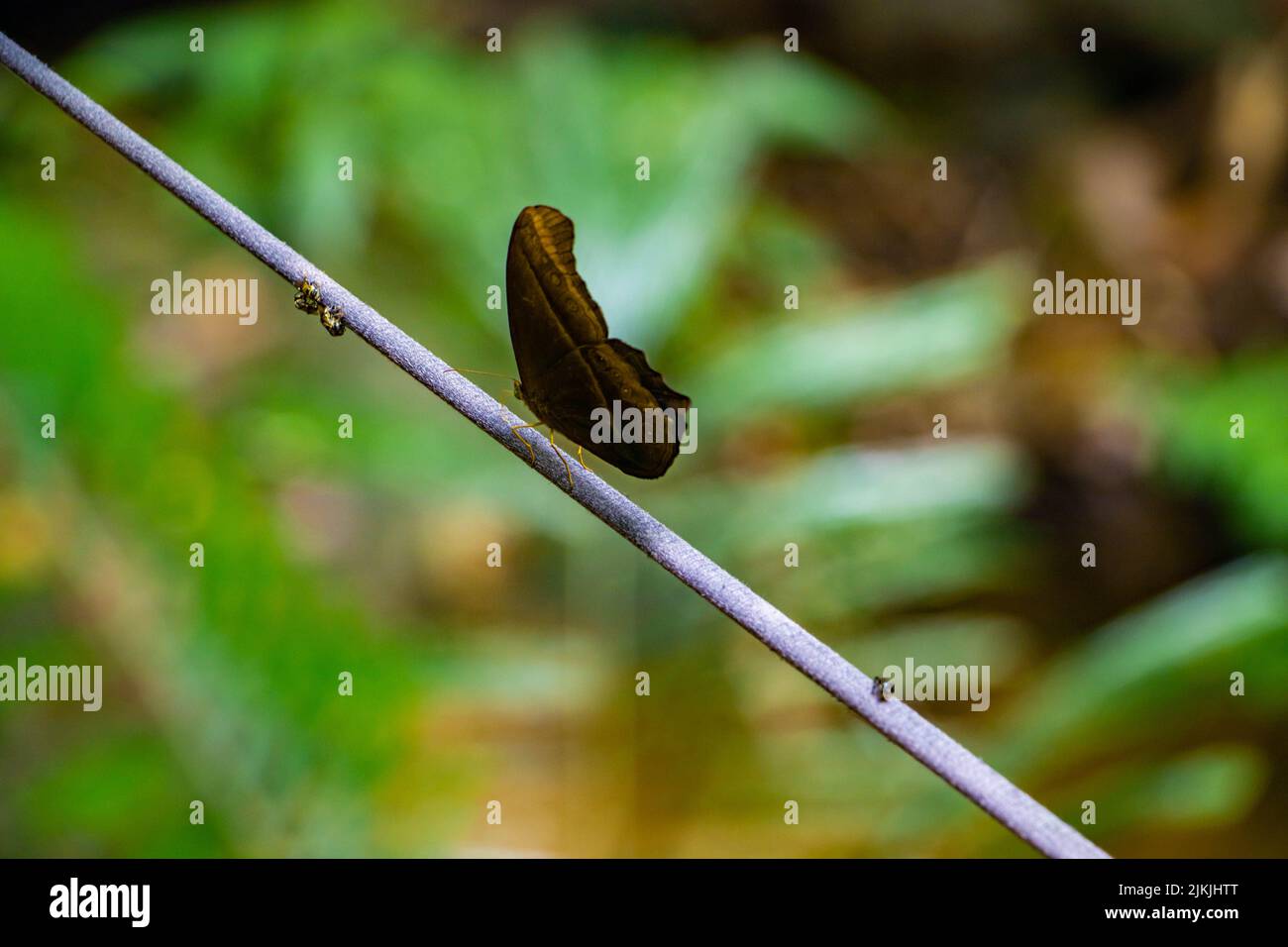 Chocolate pansy butterfly hi-res stock photography and images - Alamy