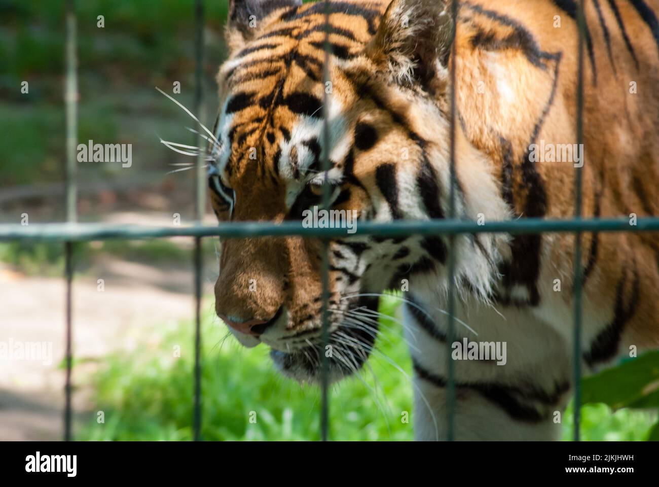 Tiger behind a fence hi-res stock photography and images - Alamy