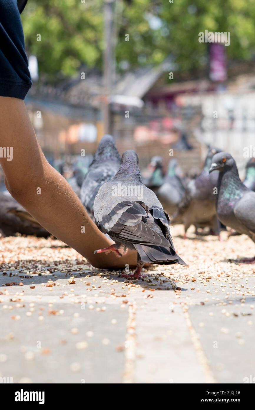 The close-up shot of Pigeons eating food in Dadar kabutarkhana Mumbai ...