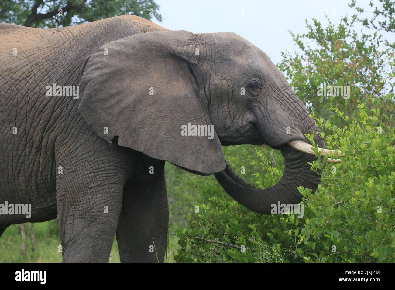 The Beautiful shot of an elephant in African safari Stock Photo - Alamy