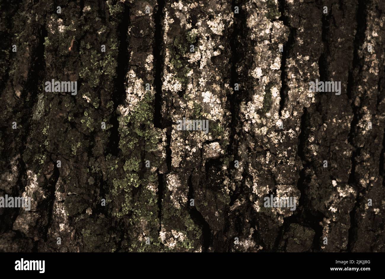 Beautiful nature texture with old crack bark and green moss Stock Photo ...