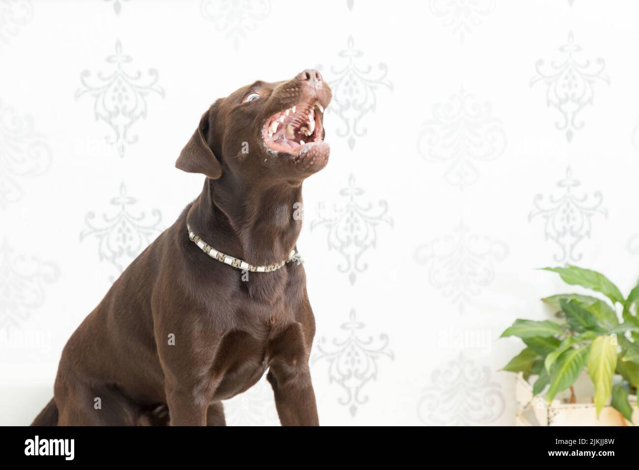 A brown Labrador Retriever barking on a white patterned wall background ...