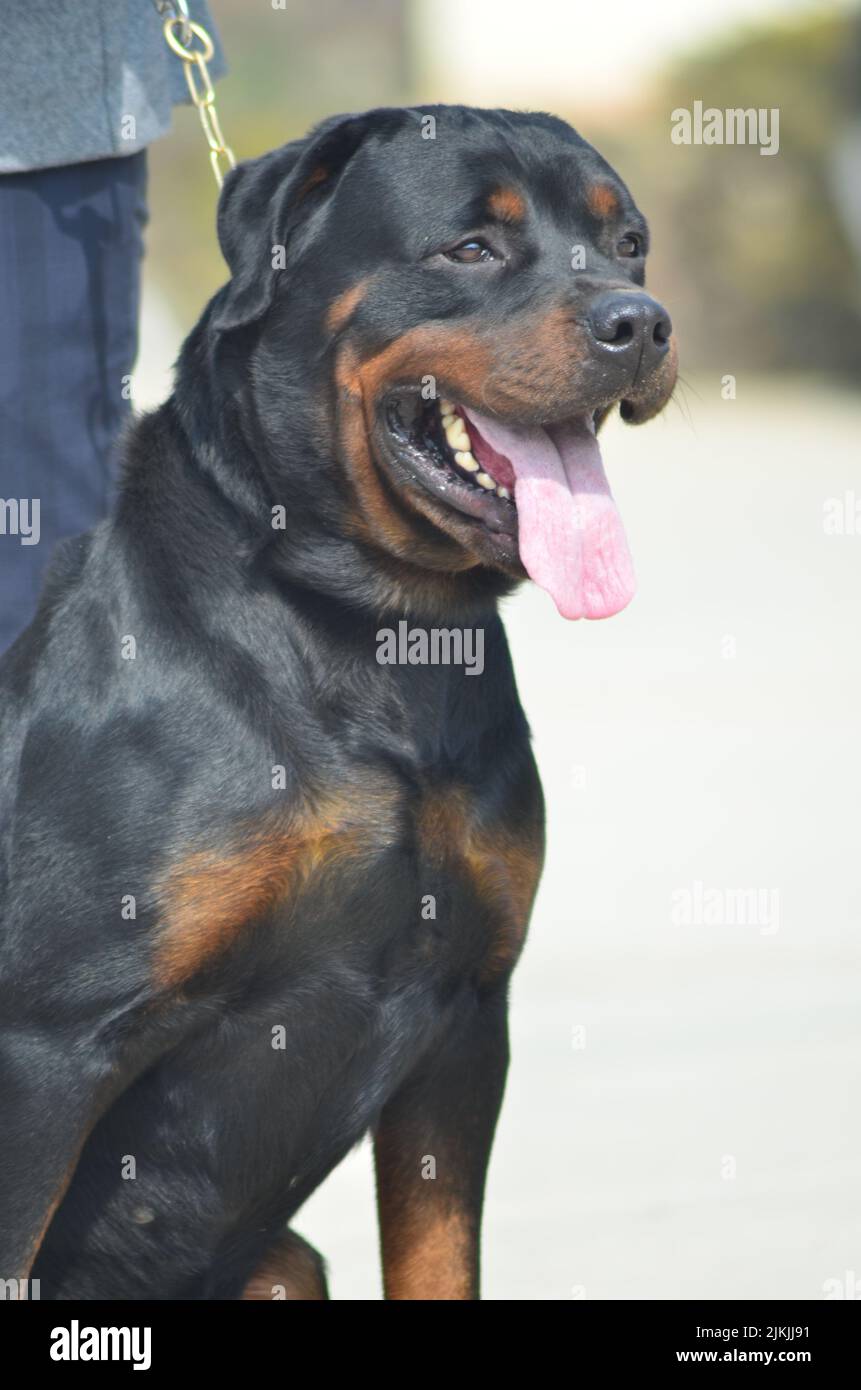 A beautiful Rottweiler dog in a park with an owner Stock Photo - Alamy