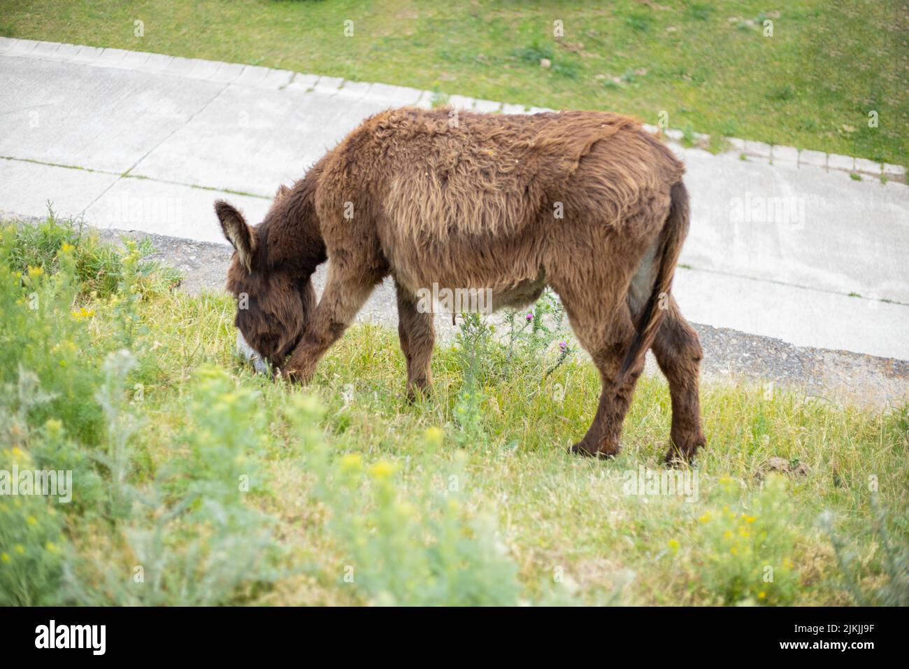 Equus asinus species hi-res stock photography and images - Alamy