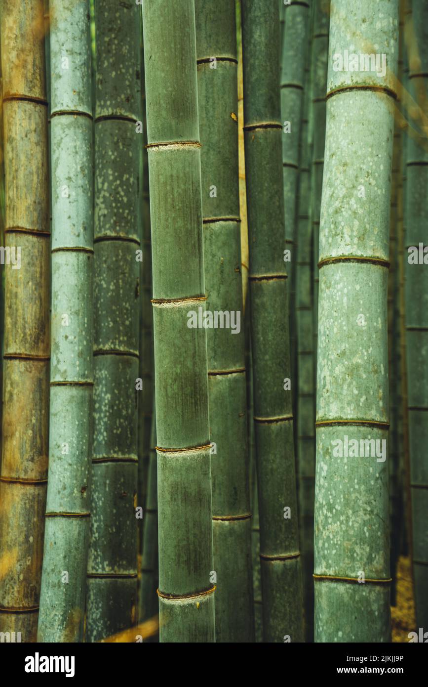 Tree plant botany bamboo hi-res stock photography and images - Alamy