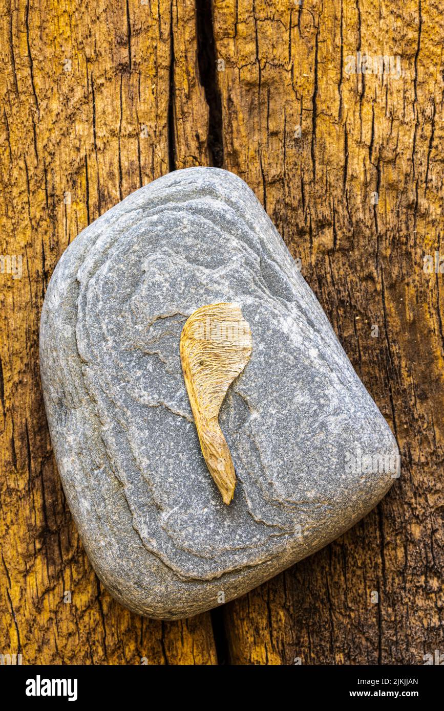 Maple seed on stone, still life Stock Photo - Alamy