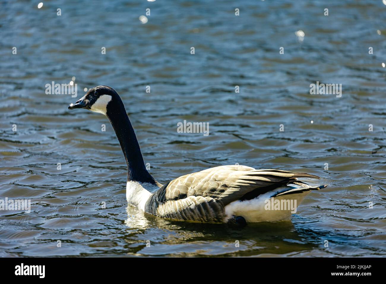 The Canada goose, or Canadian goose, is a large wild goose with a black ...