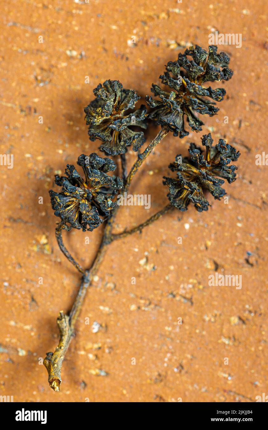 Black alder seeds on stone, still life from nature, cones and fruits of ...