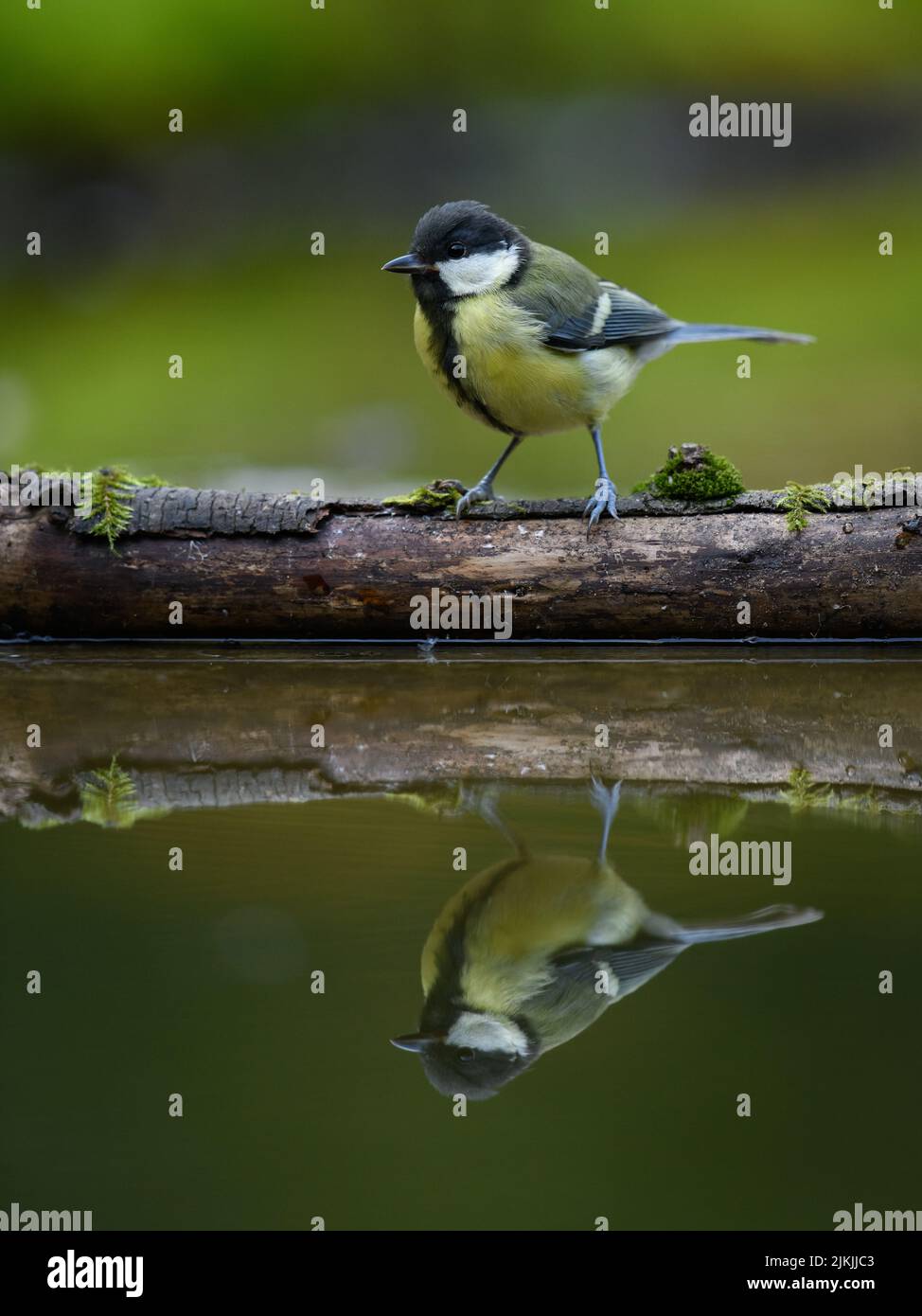 A cute small songbird standing on the lake with water reflection and ...