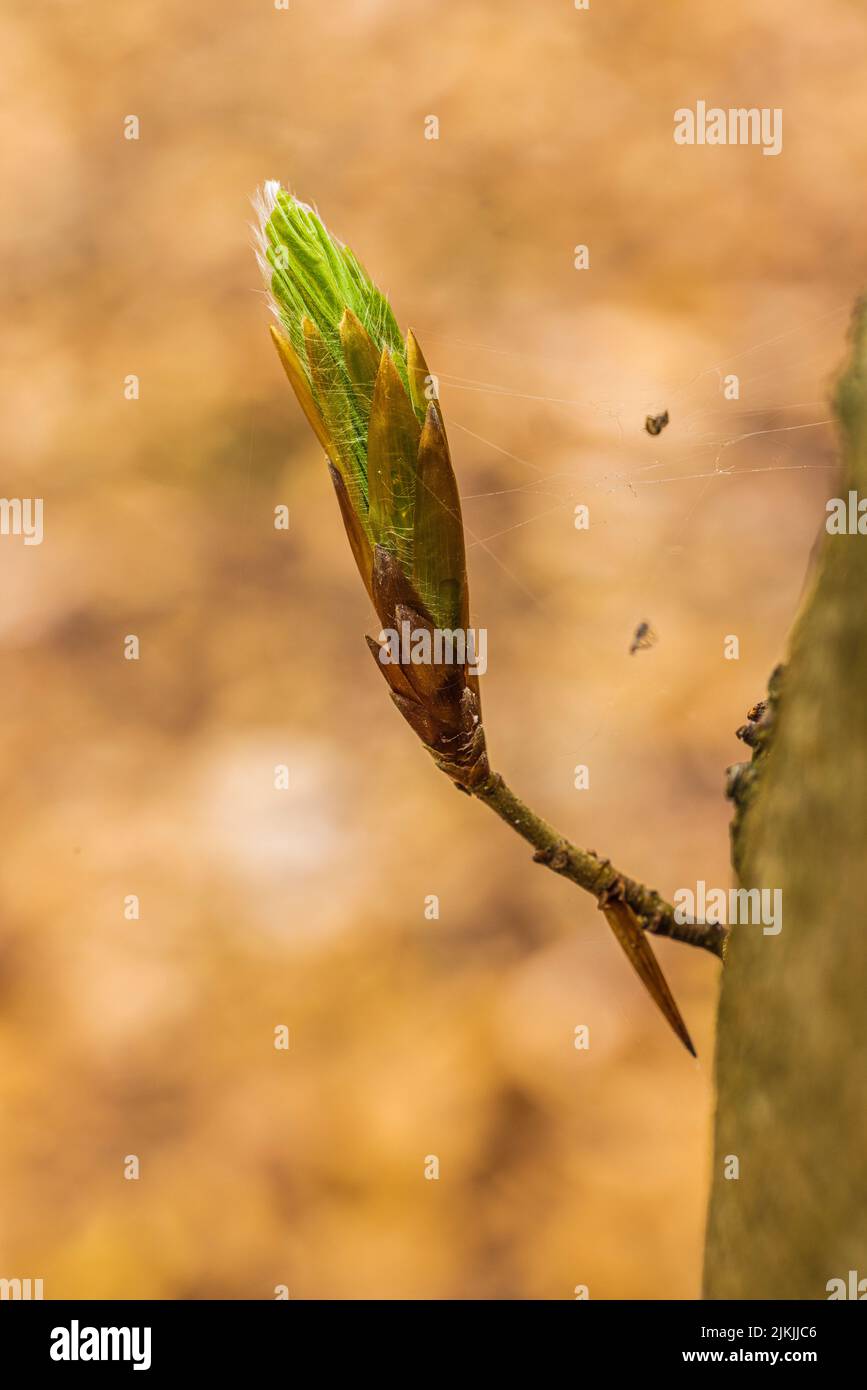 Leaf bud of a beech (Fagus sylvatica Stock Photo - Alamy