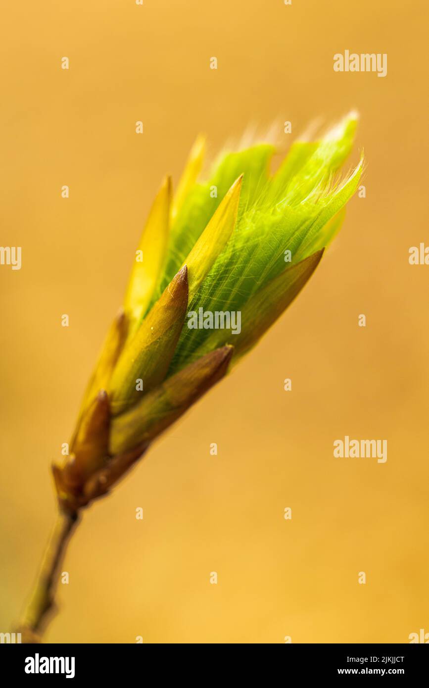 Leaf bud of a beech (Fagus sylvatica Stock Photo - Alamy