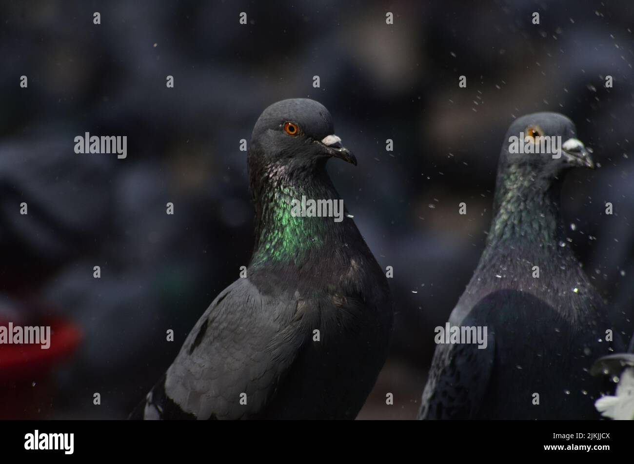 Blurred animal hi-res stock photography and images - Alamy