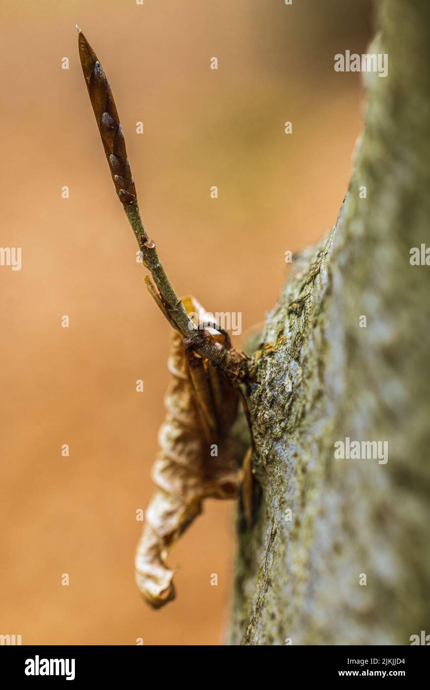 Leaf bud of a beech (Fagus sylvatica Stock Photo - Alamy