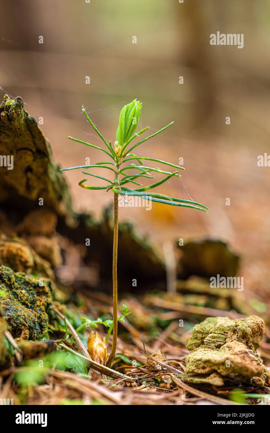 Scots pine seedlings hi-res stock photography and images - Alamy