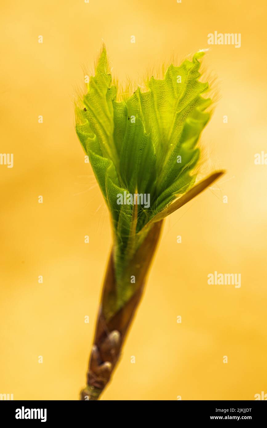 Leaf bud of a beech (Fagus sylvatica Stock Photo - Alamy