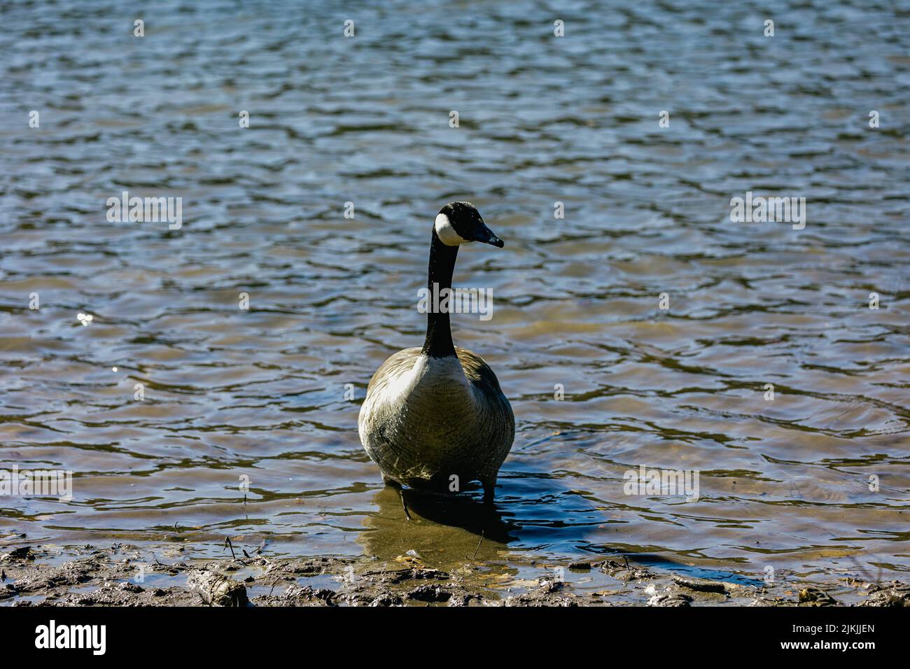 The Canada goose, or Canadian goose, is a large wild goose with a black ...