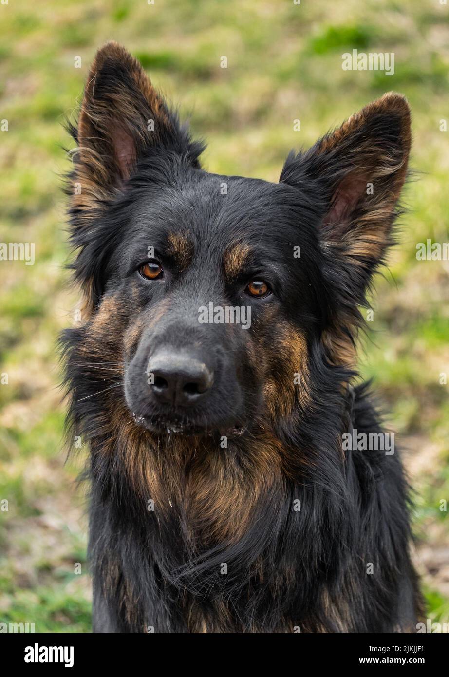 German shepherd dog howl hi-res stock photography and images - Alamy