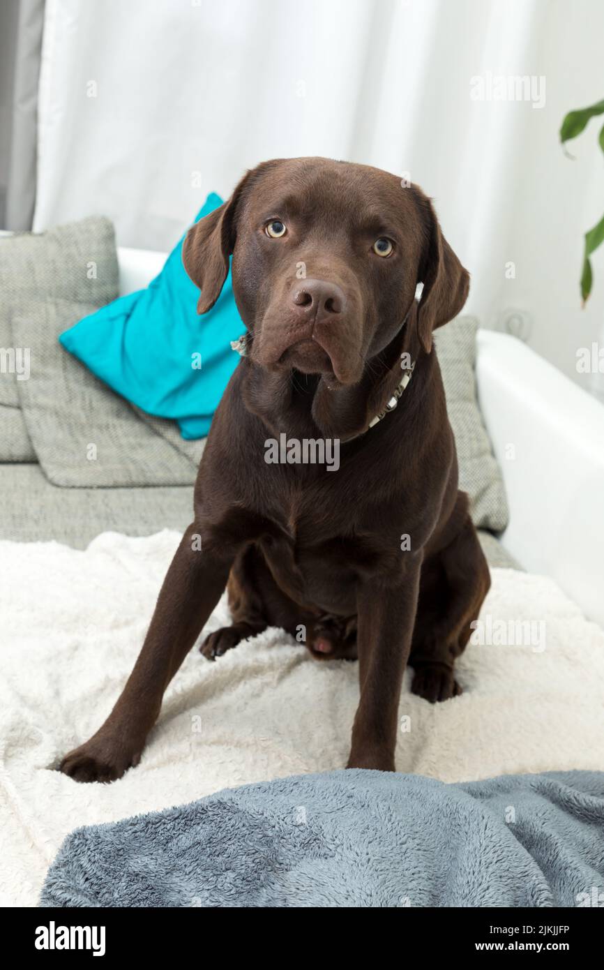 Brown cute labrador retriever hi-res stock photography and images - Alamy