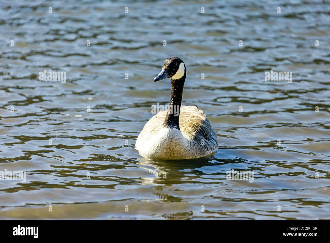 The Canada goose, or Canadian goose, is a large wild goose with a black ...