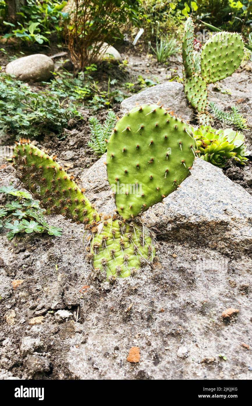 Cacti grow in a green house. Cactus microdasys. Tropical garden Stock ...