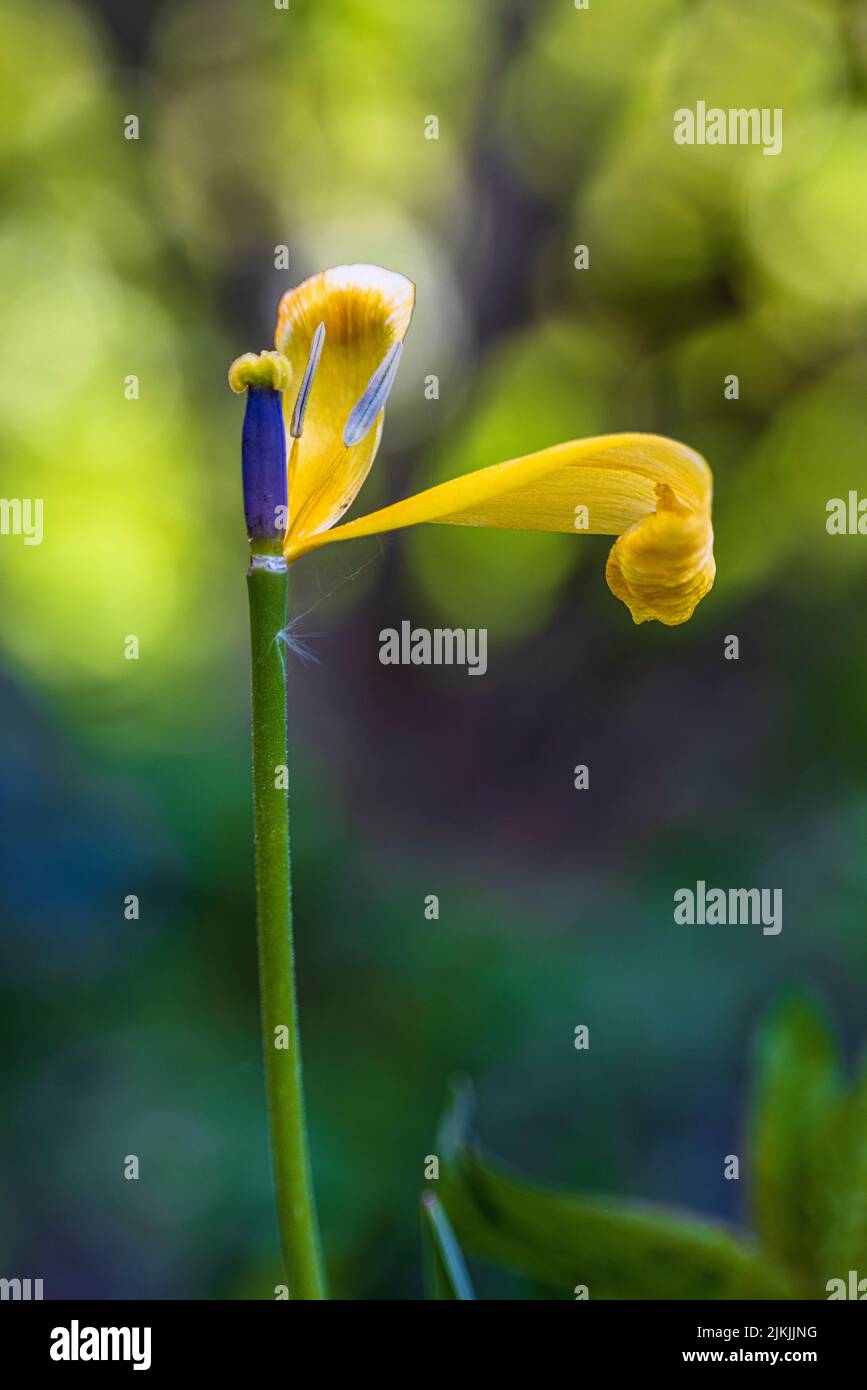 A faded tulip, floral still life, beauty in decay Stock Photo - Alamy
