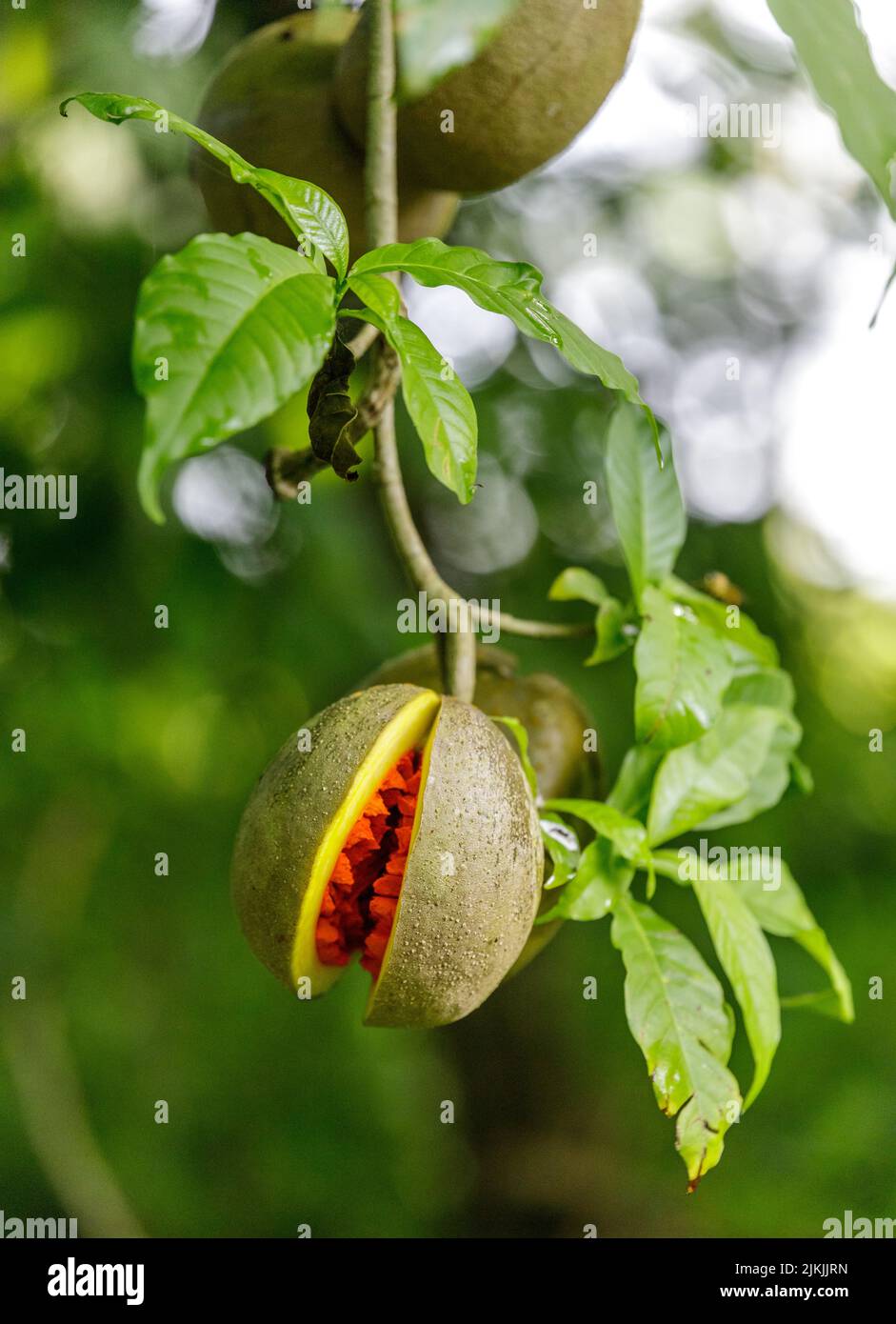 A vertical shot of a cracked ripe nutmeg fruit in a tree branch against ...