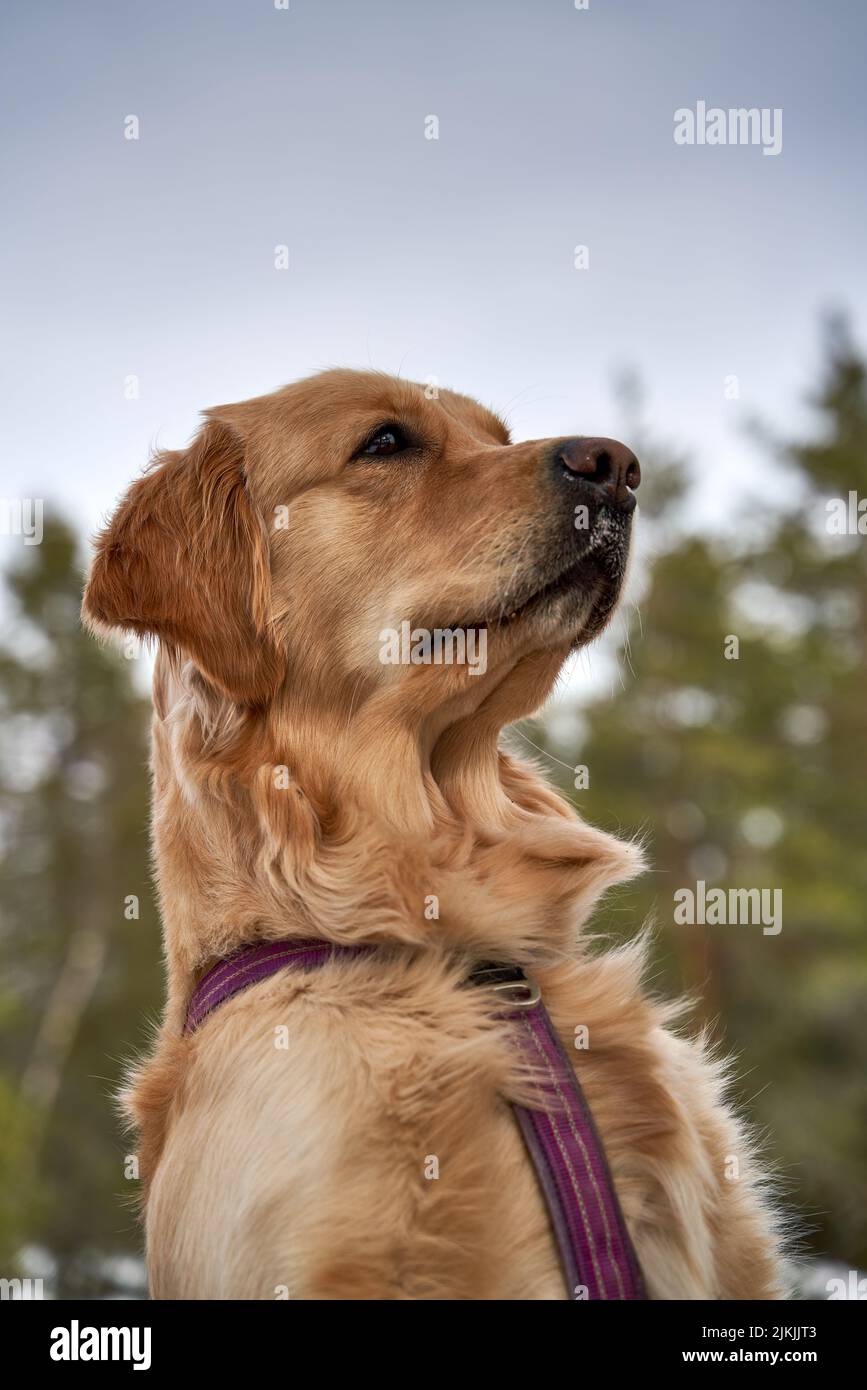 A beautiful portrait of a young female golden retriever in the winter ...