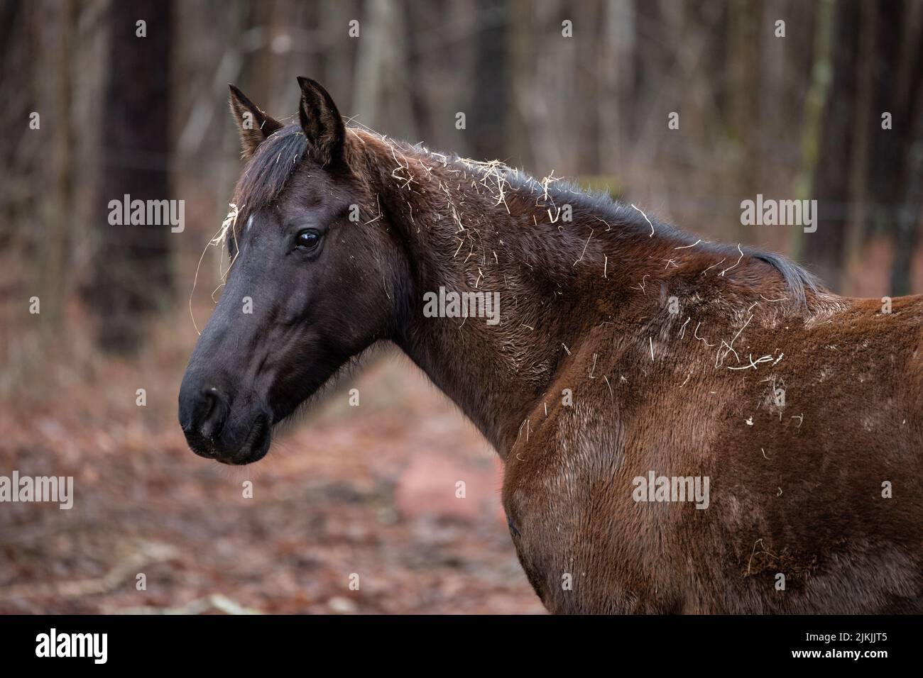 A portrait of a beautiful Rocky Mountain Horse standing in the forest ...