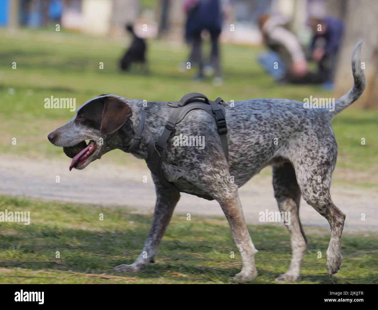 A German Shorthaired Pointer walking in the park with a ball in its ...
