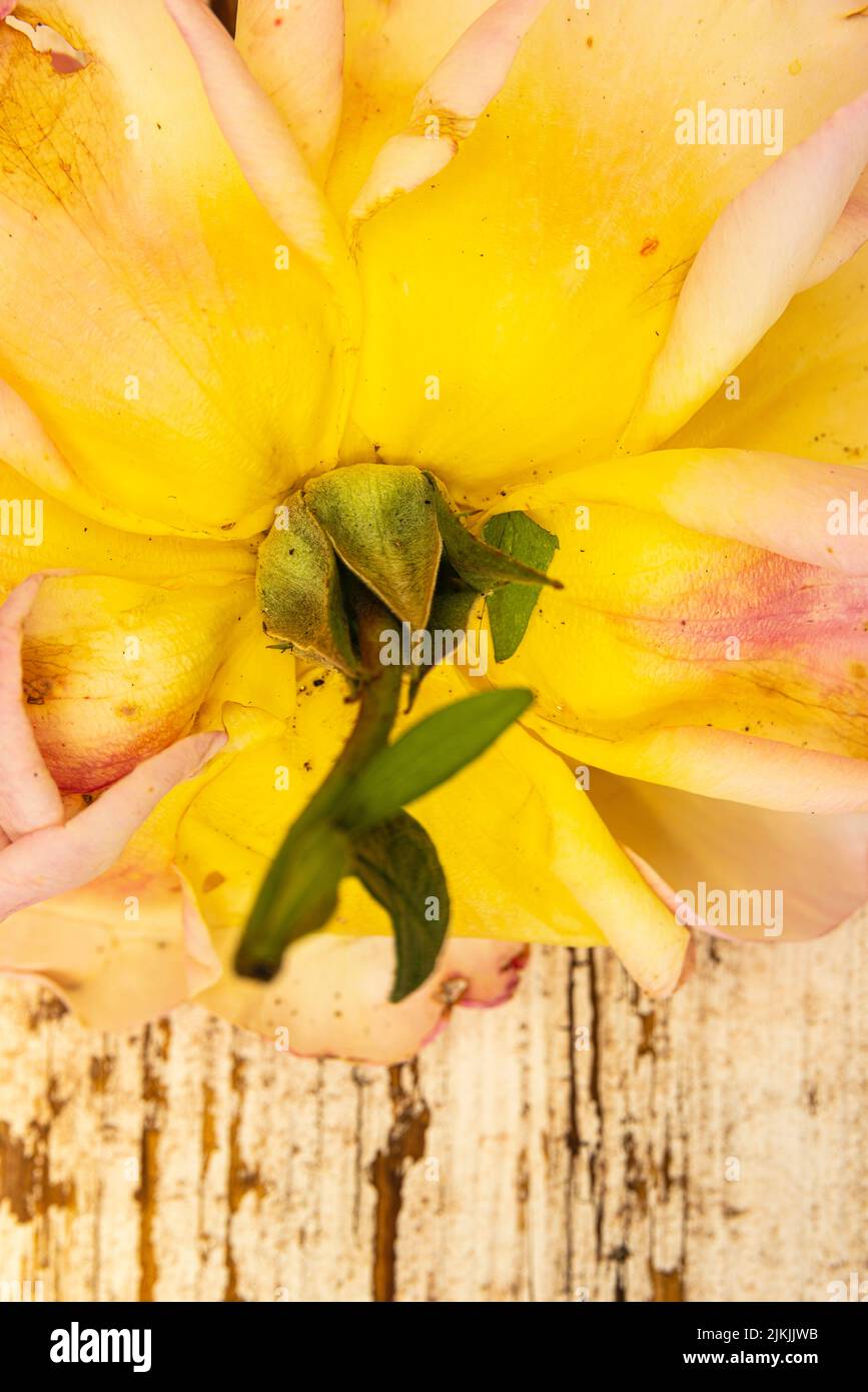 A withered rose lies on a wooden background Stock Photo - Alamy