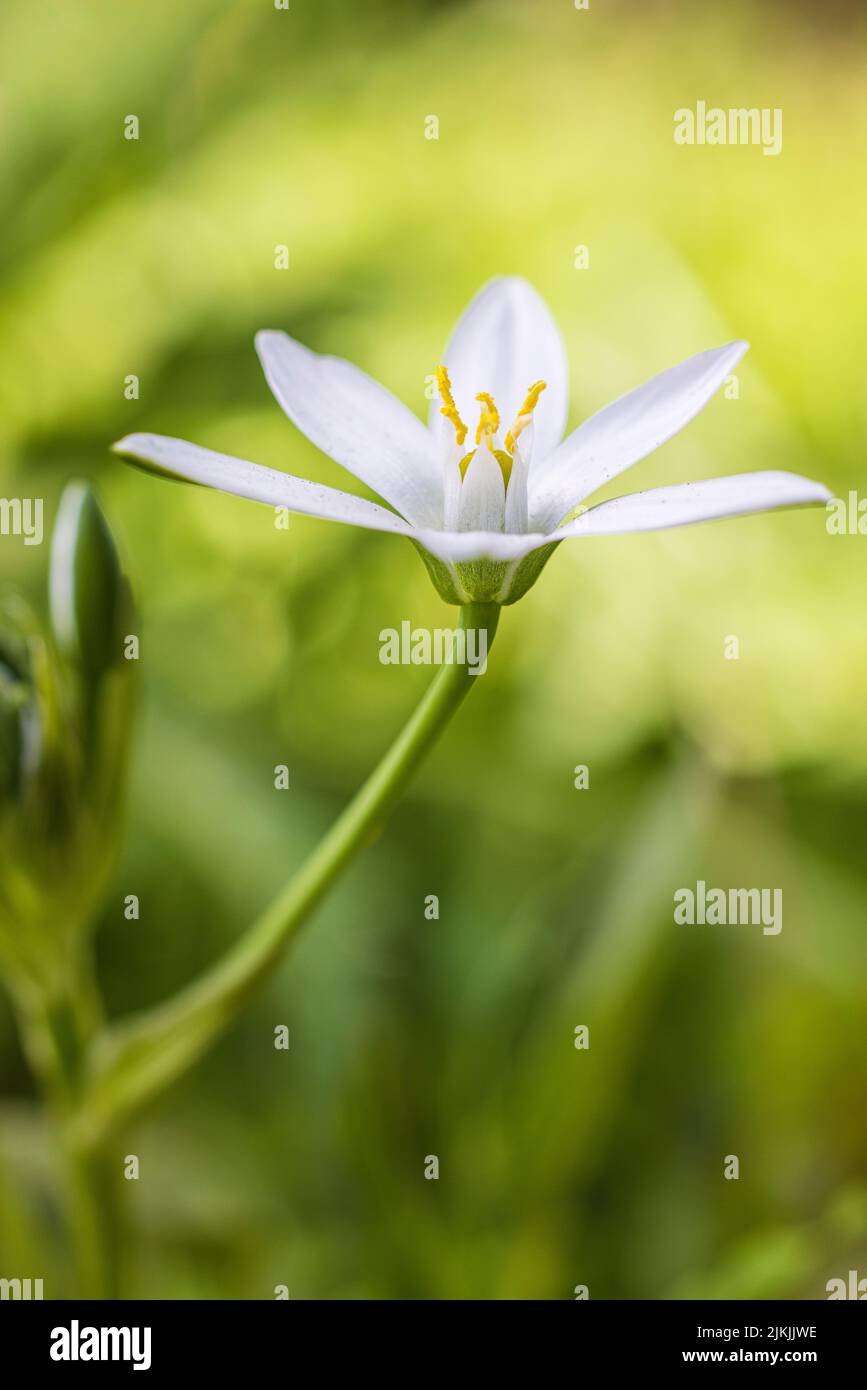 Conical Milk Star (Ornithogalum umbellatum) or Star of Bethlehem Stock ...