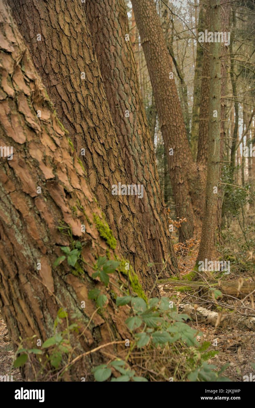 A row of well-grown trees with huge trunks in the woods at daylight ...