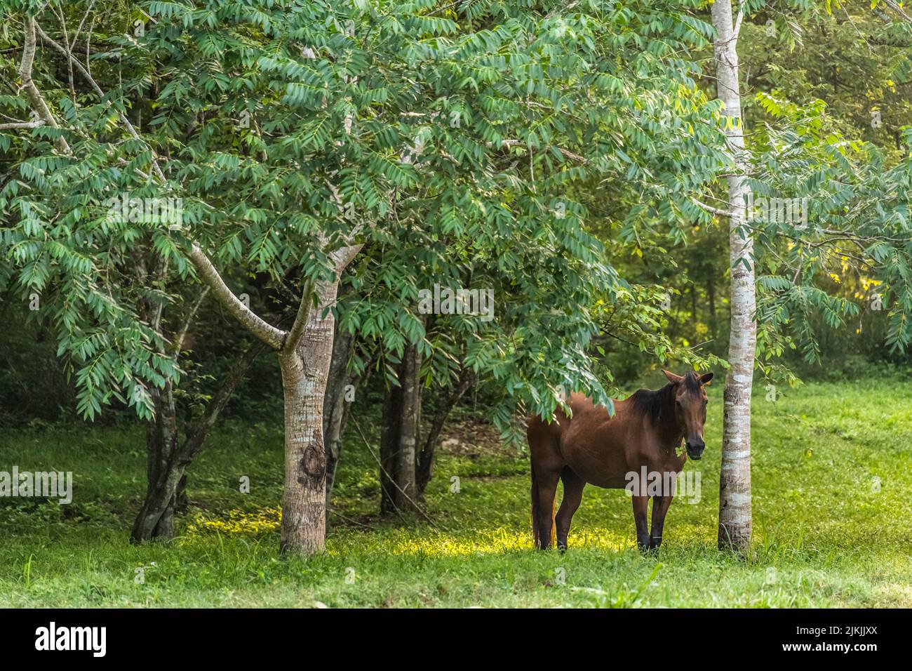 A brown horse standing under a tree on a ranch Stock Photo - Alamy