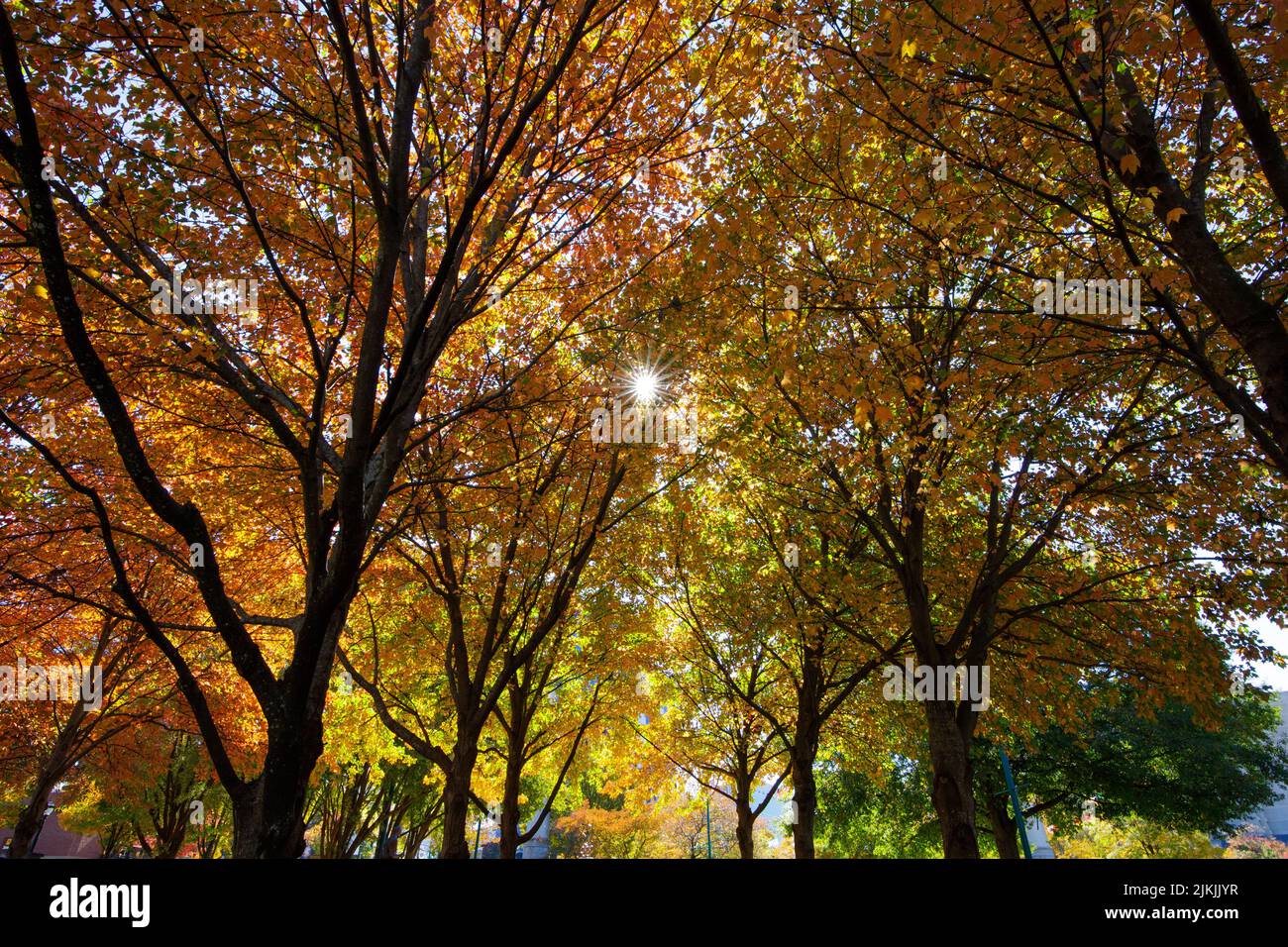 Leaves branches maple tree hi-res stock photography and images - Alamy