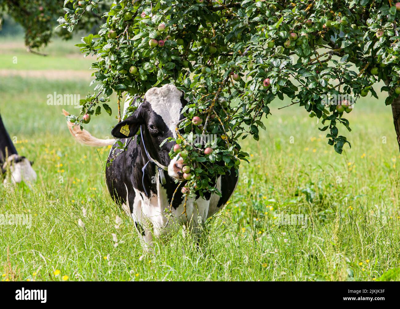 Cow eats apple from tree on meadow orchard in Allgäu, spotted cattle ...