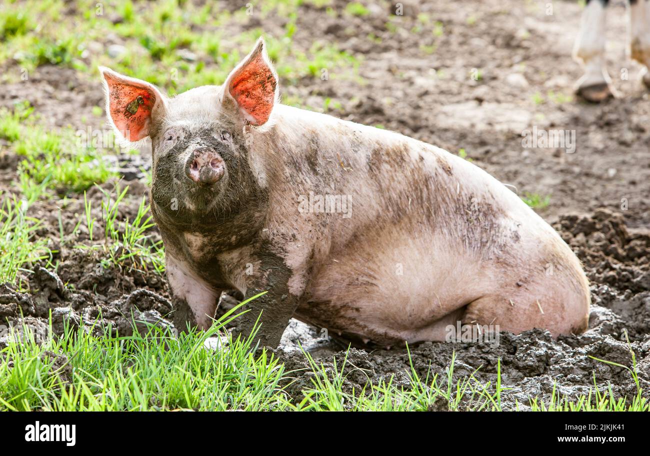 Happy and dirty domestic pig on a meadow in Allgäu region Stock Photo ...