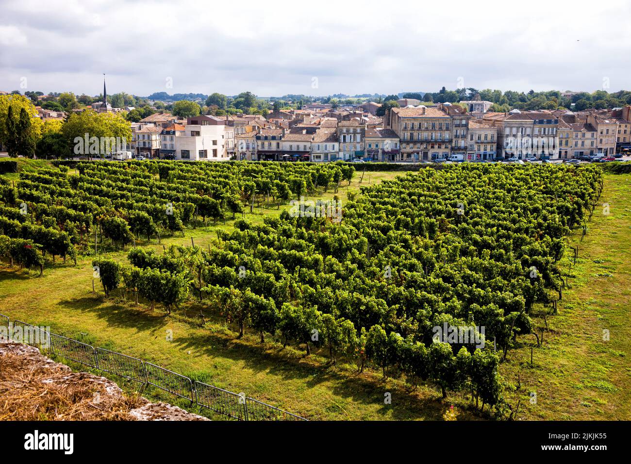 Vineyard with vines below the citadel of Blaye on the Gironde river ...