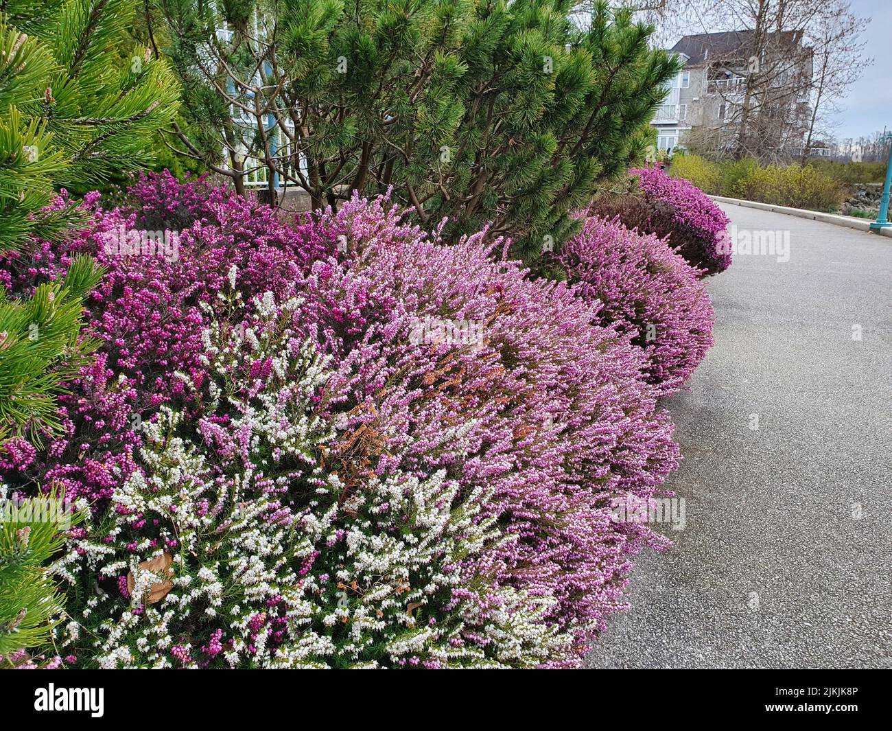 The beautiful street spring flowers in Vancouver Stock Photo - Alamy