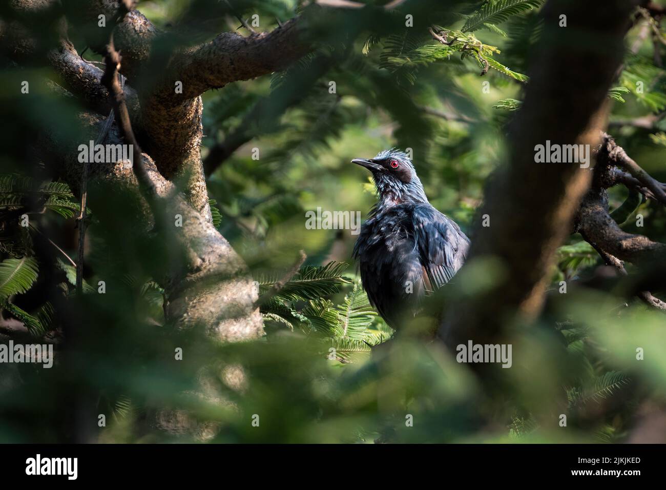 GUADALAJARA, JALISCO / MEXICO - AUGUST 04, 2020. Blue mockingbird ...