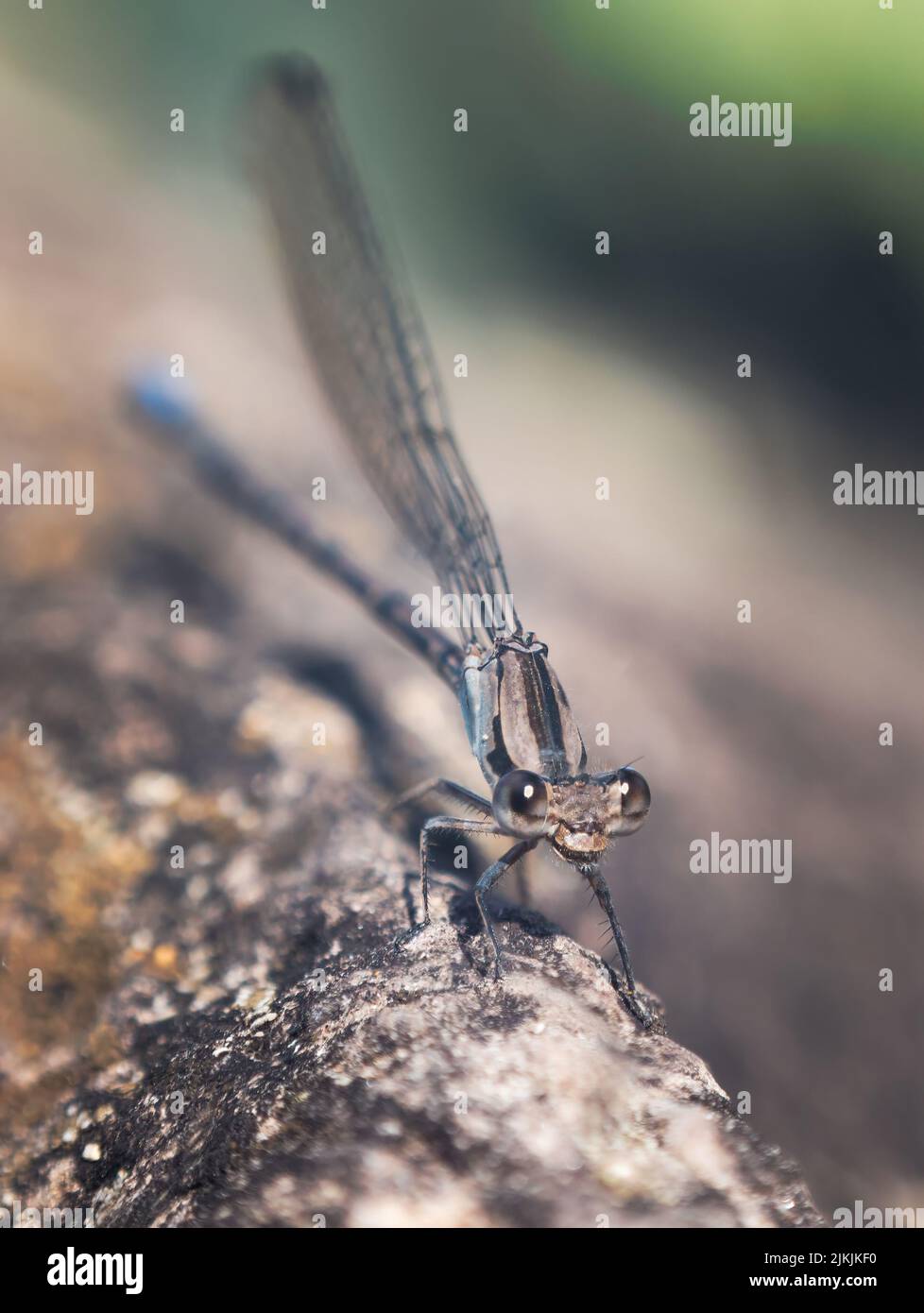 Dragonfly macro entomology hi-res stock photography and images - Alamy