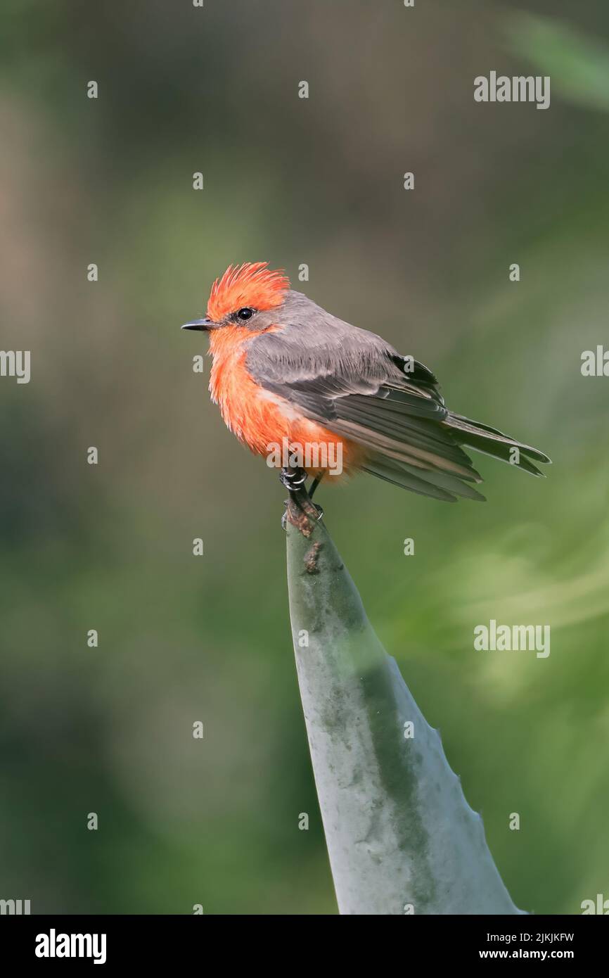 GUADALAJARA, JALISCO / MEXICO - AUGUST 25, 2020. Male scarlett ...