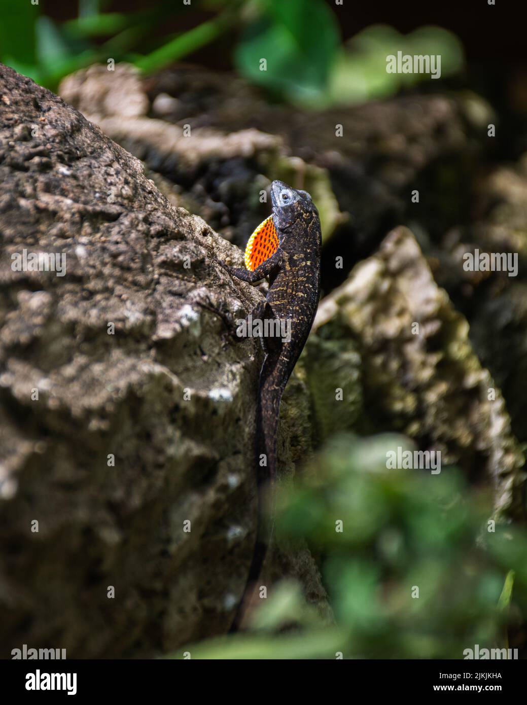 Fauna tropical fauna vertical hi-res stock photography and images - Alamy